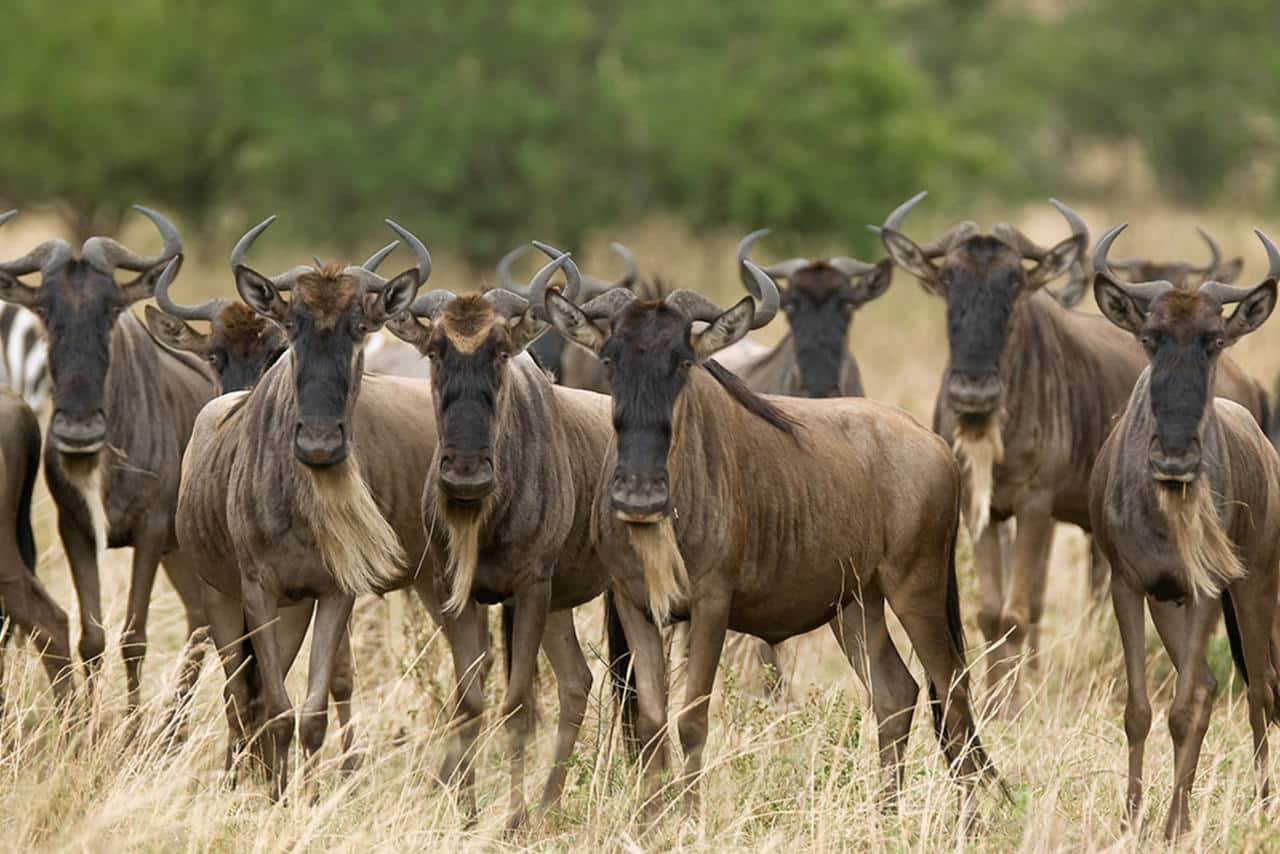18 page Insiders guide to Wildebeest Migration by Cedarberg Africa