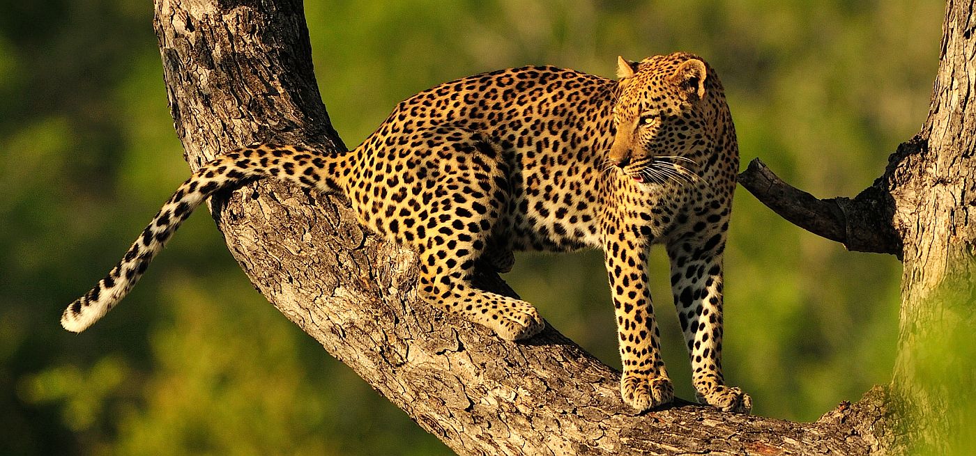 Leopard vs Cheetah: What's the Difference? | Cedarberg Africa