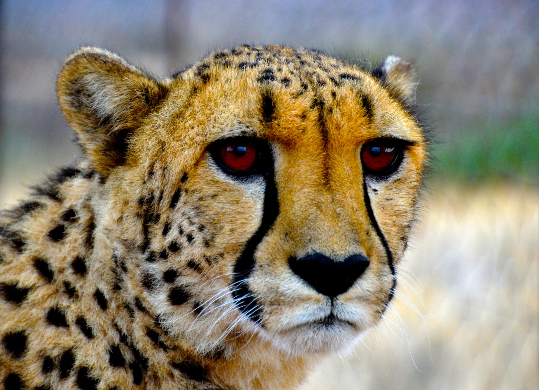 Leopard vs Cheetah: What's the Difference? | Cedarberg Africa
