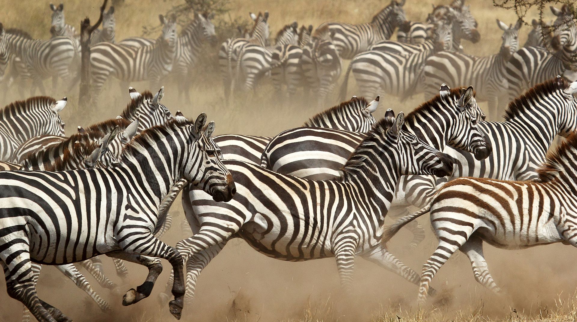 Top 10 Migration Camps in East Africa in 2026 | Cedarberg Africa