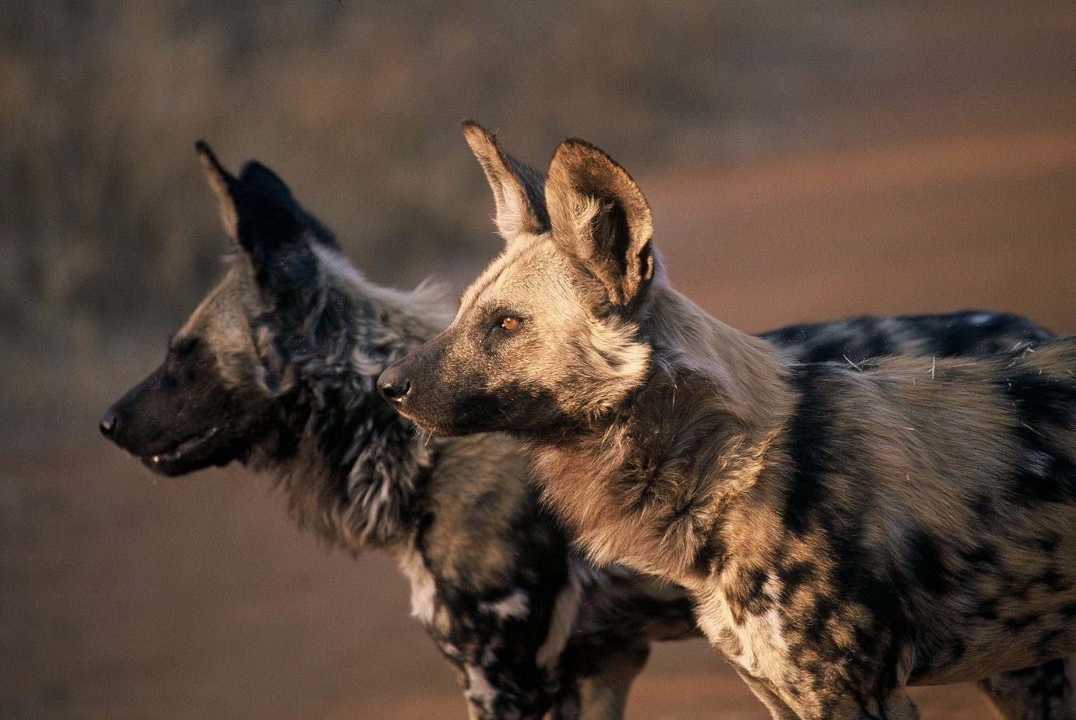 Best place to see wild dogs in Africa | Cedarberg Africa